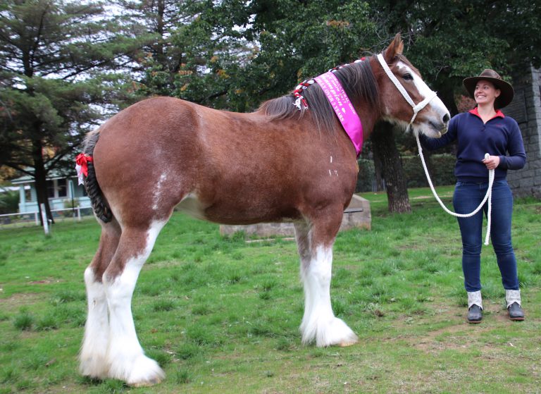 Gallery | Commonwealth Clydesdale Horse Society Australia Inc.