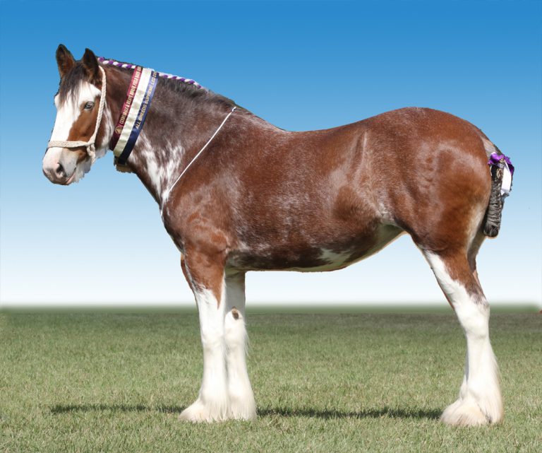 Gallery | Commonwealth Clydesdale Horse Society Australia Inc.